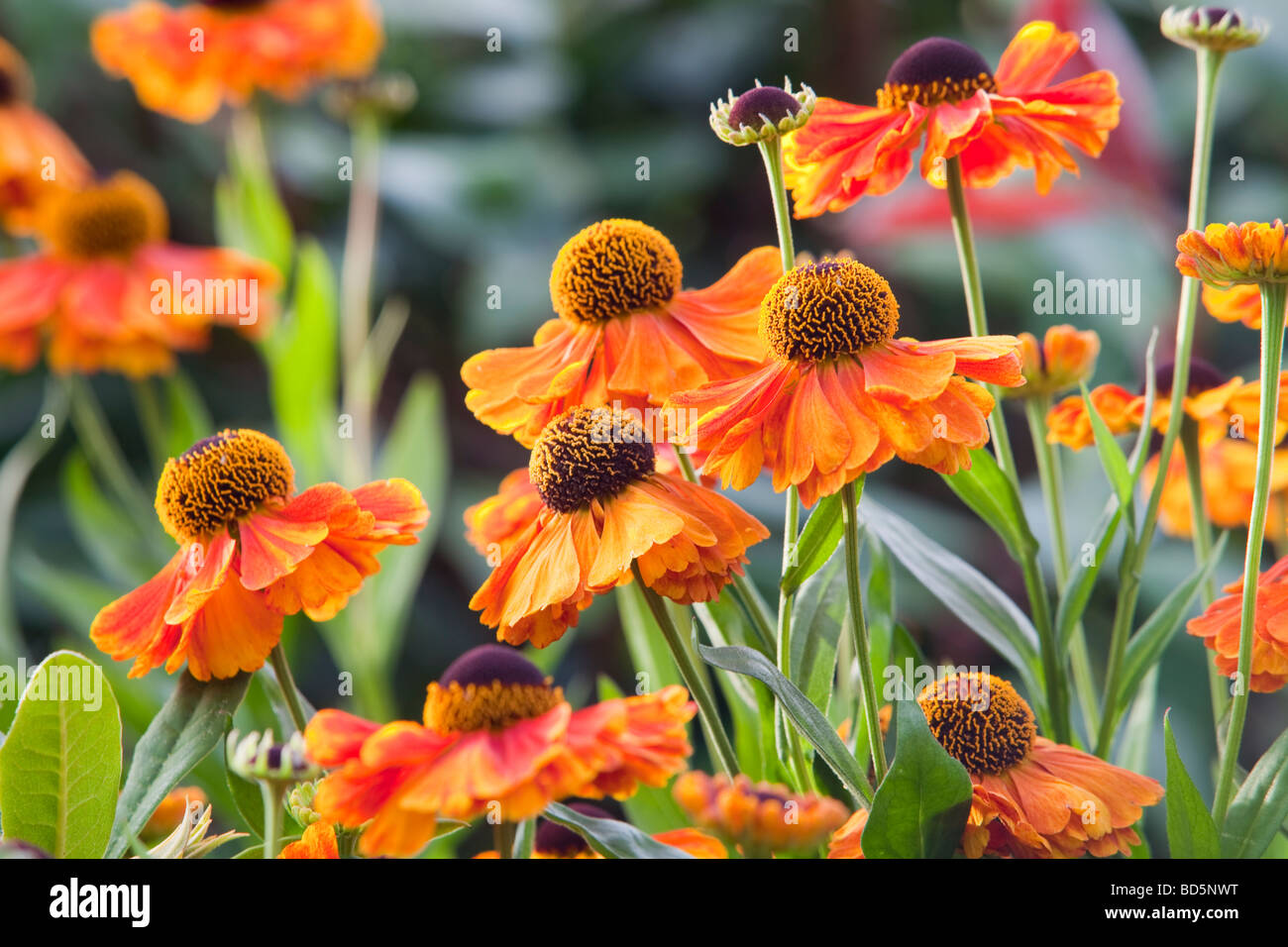 Flowers in holehird gardens in Windermere Cumbria UK Stock Photo - Alamy