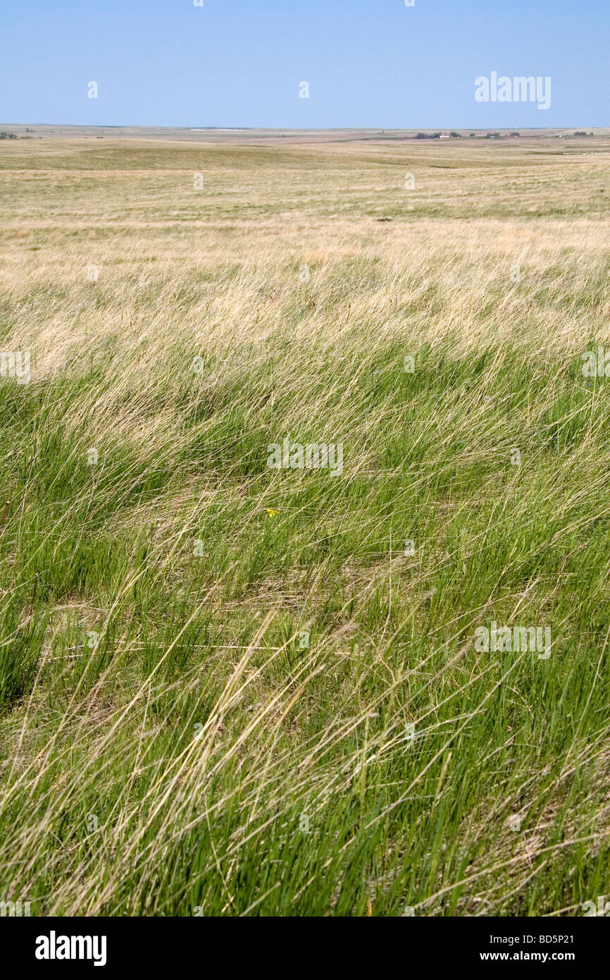 In tall prairie grass hi-res stock photography and images - Alamy