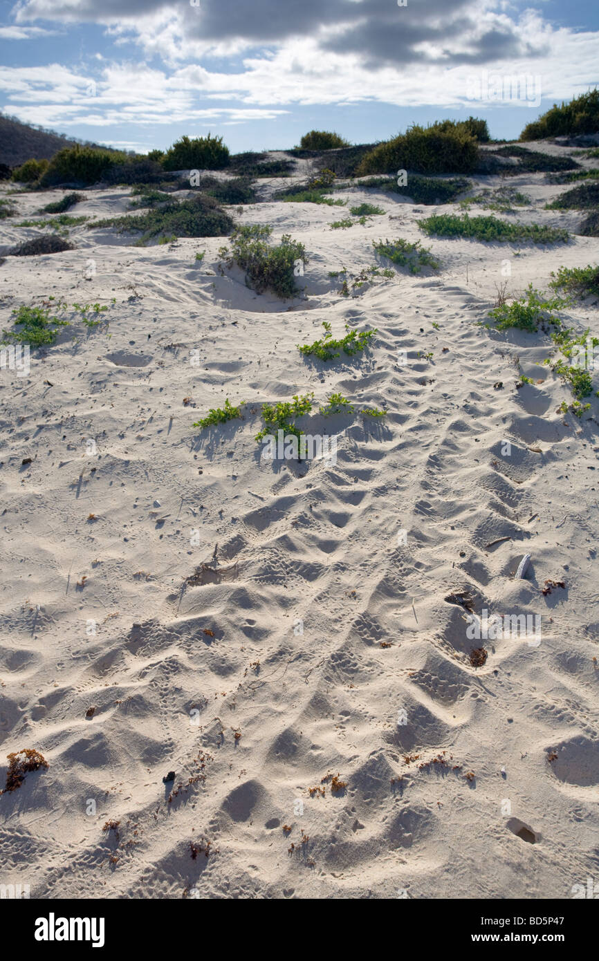pacific green turtle tracks Stock Photo - Alamy