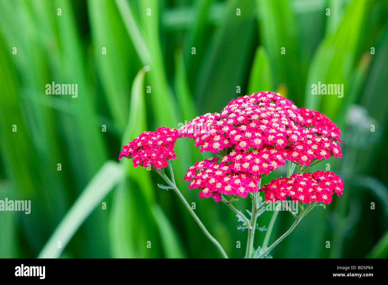 Flowers in holehird gardens in Windermere Cumbria UK Stock Photo - Alamy