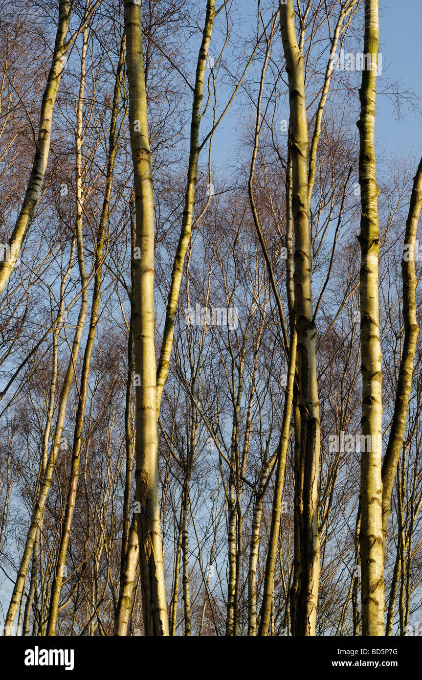 Birch Trees In Winter Stock Photos & Birch Trees In Winter Stock Images ...