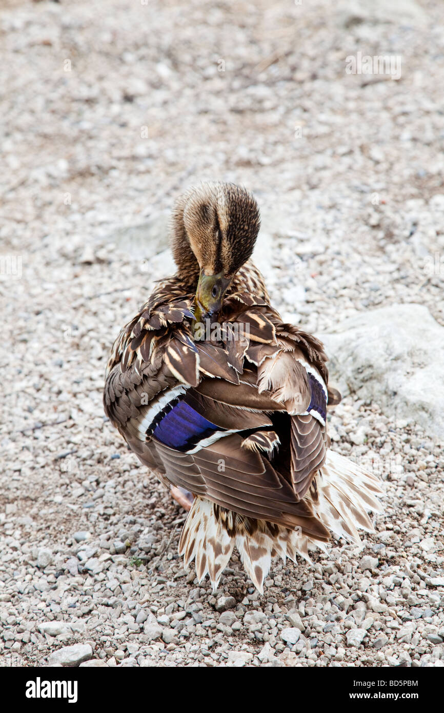 Female Mallard duck preening Stock Photo - Alamy