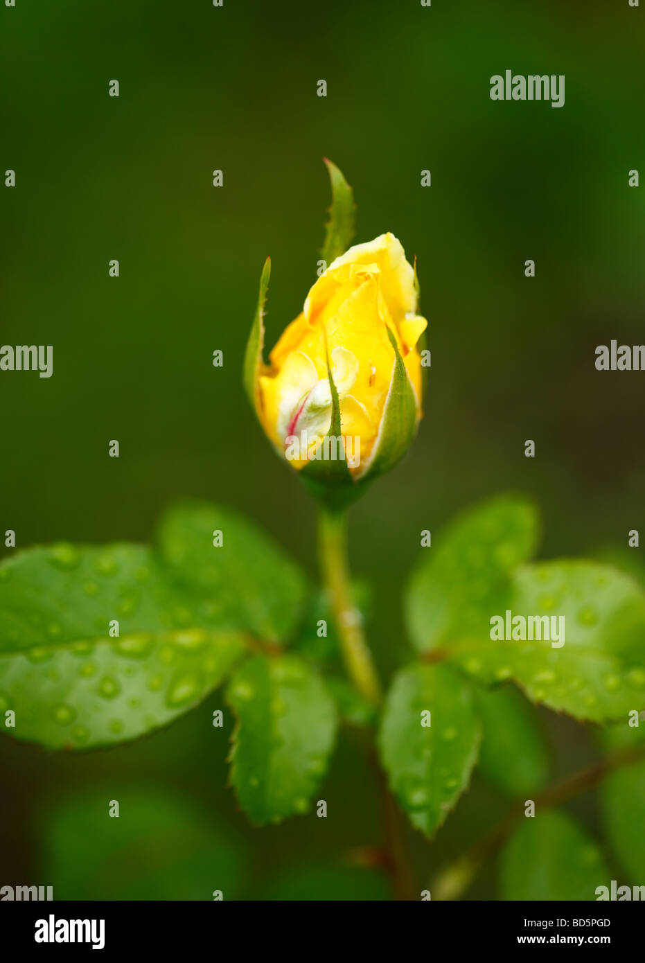 Yellow rose bud close up shallow DOF Stock Photo - Alamy