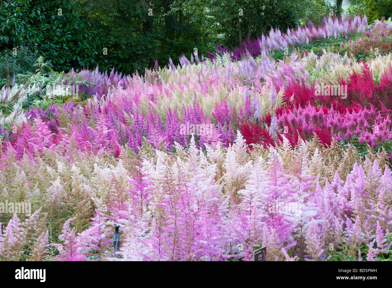 National plant collection uk hi-res stock photography and images - Alamy