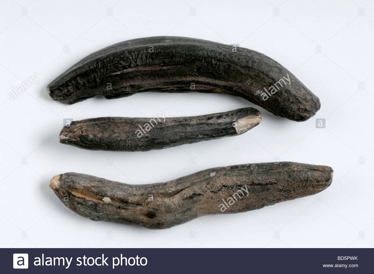 Claviceps Purpurea Stock Photos & Claviceps Purpurea Stock Images - Alamy