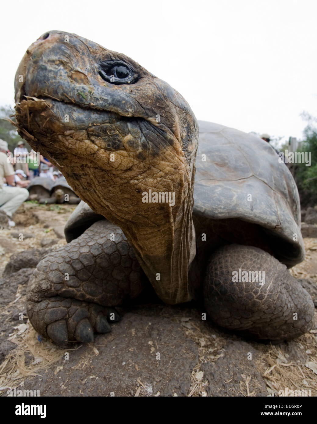 Giant Tortoise at the Charles Darwin Research Station Stock Photo - Alamy