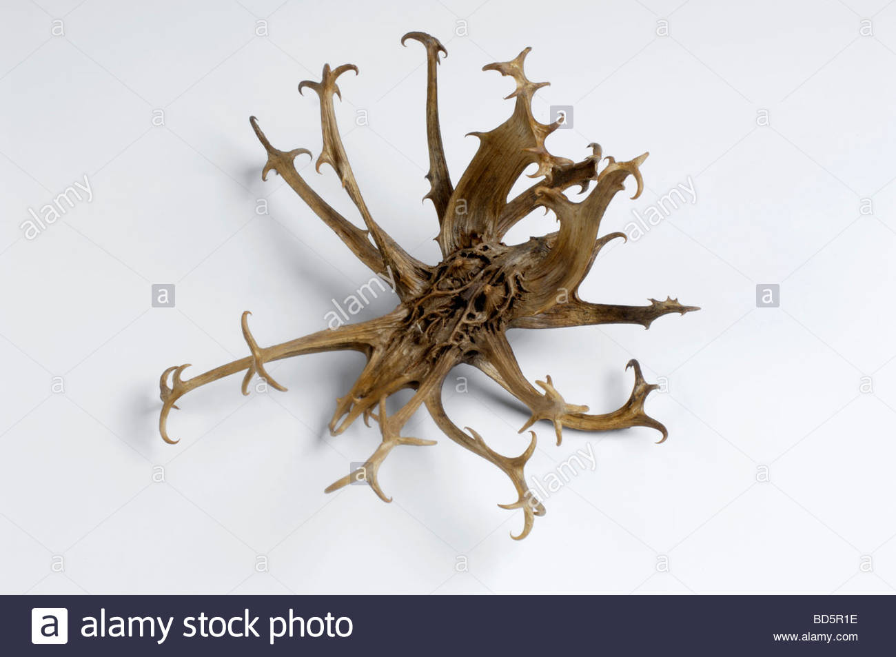 African Devil's claw (Harpagophytum procumbens Stock Photo, Royalty ...