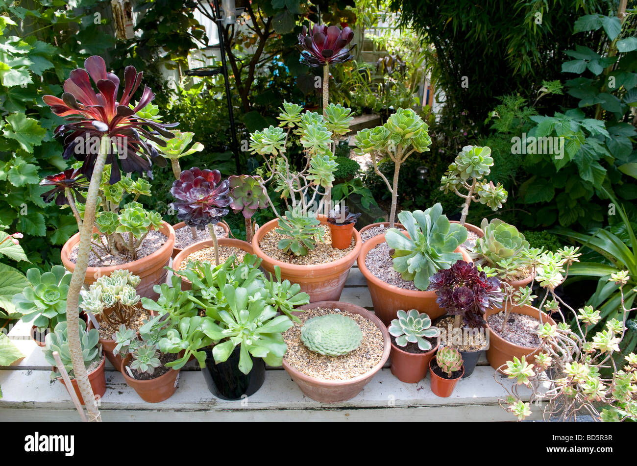 Selection of Aeonium plants in pots Stock Photo - Alamy