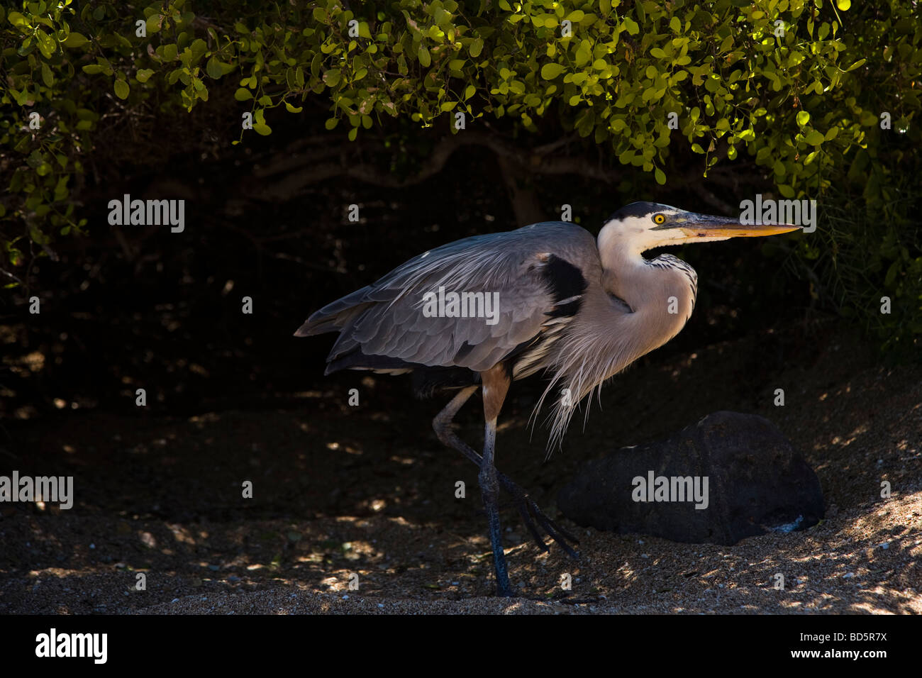 Seeking refuge hi-res stock photography and images - Alamy