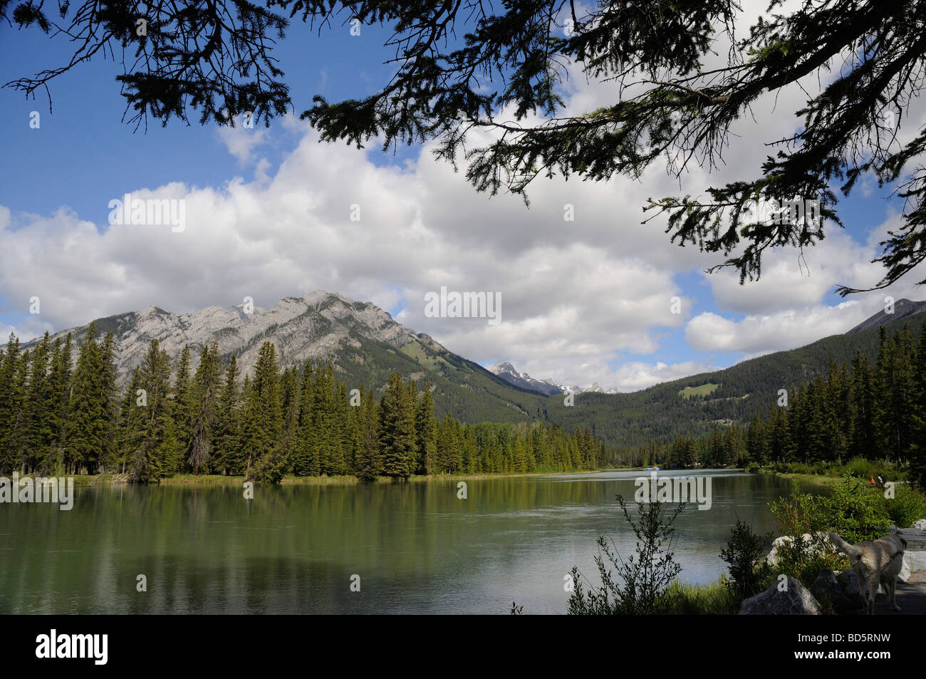 Bow River in Banff National Park in Alberta Canada Stock Photo - Alamy