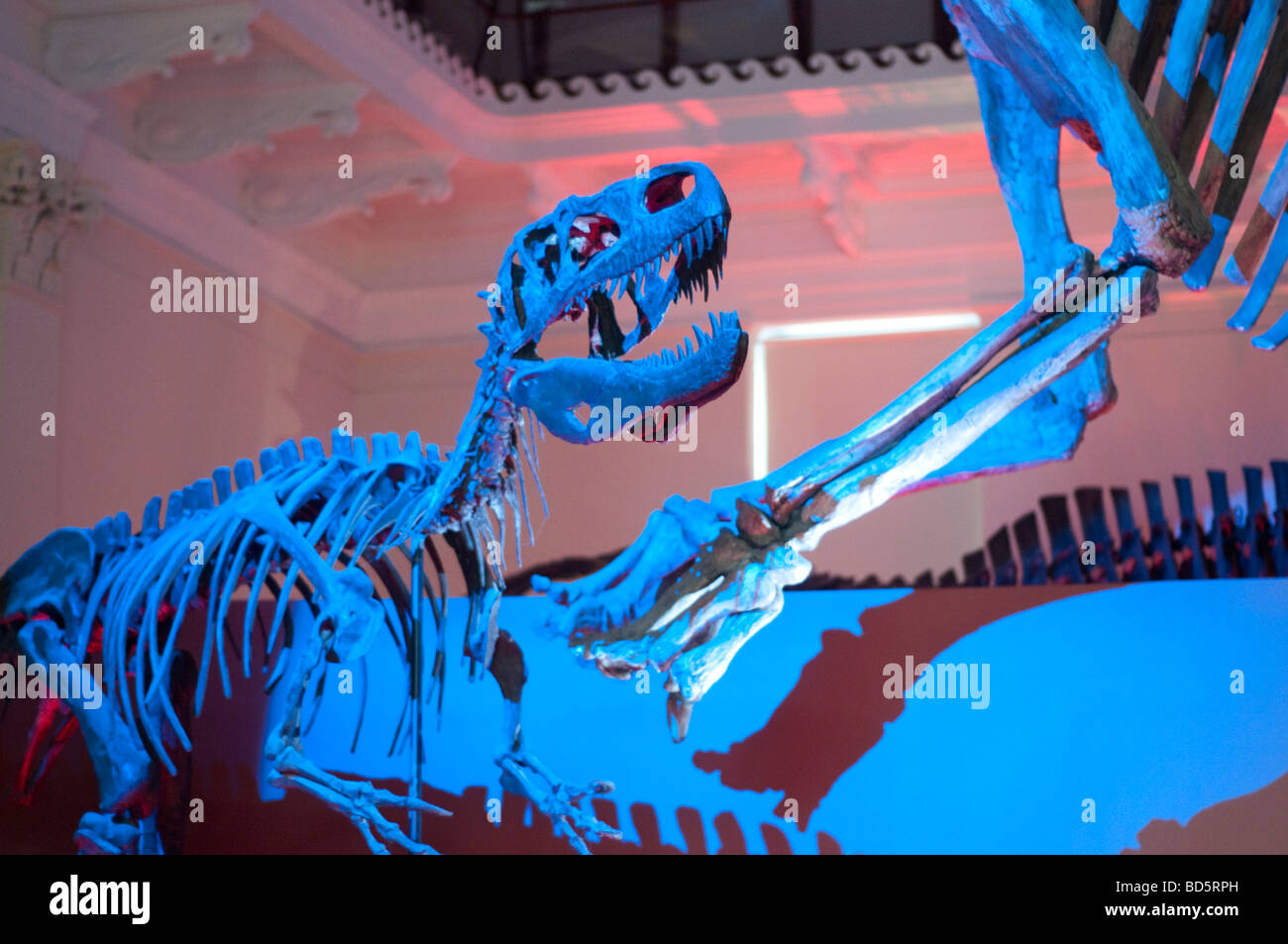 Cast of Afrovenator abakensis a large predator from Early Cretaceous ...