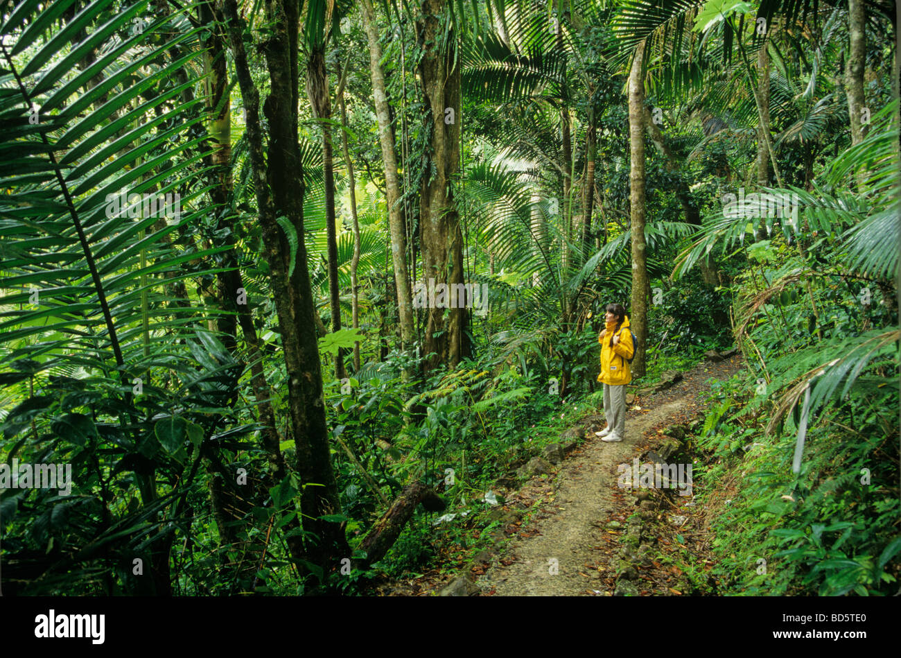 Hiker on Big Trees Trail in El Yunque Rainforest Caribbean National ...
