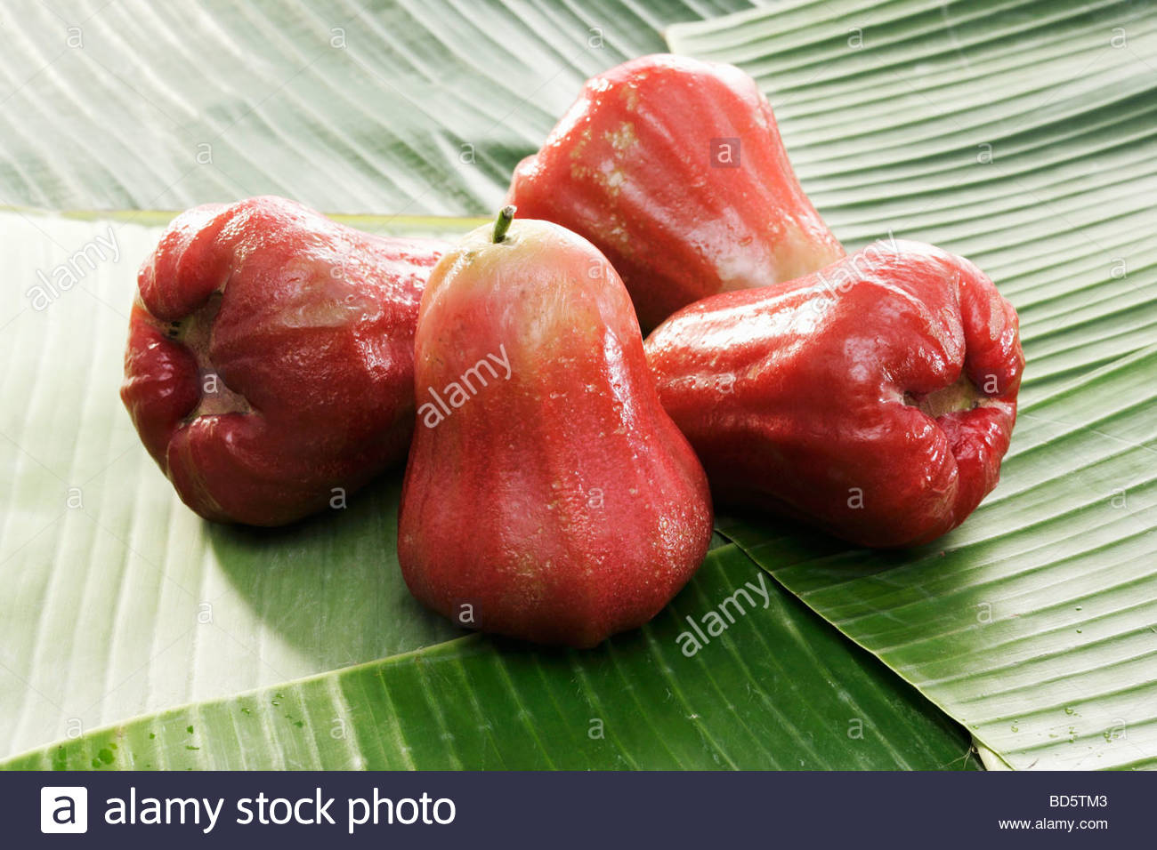 Java Apple Stock Photos & Java Apple Stock Images - Alamy