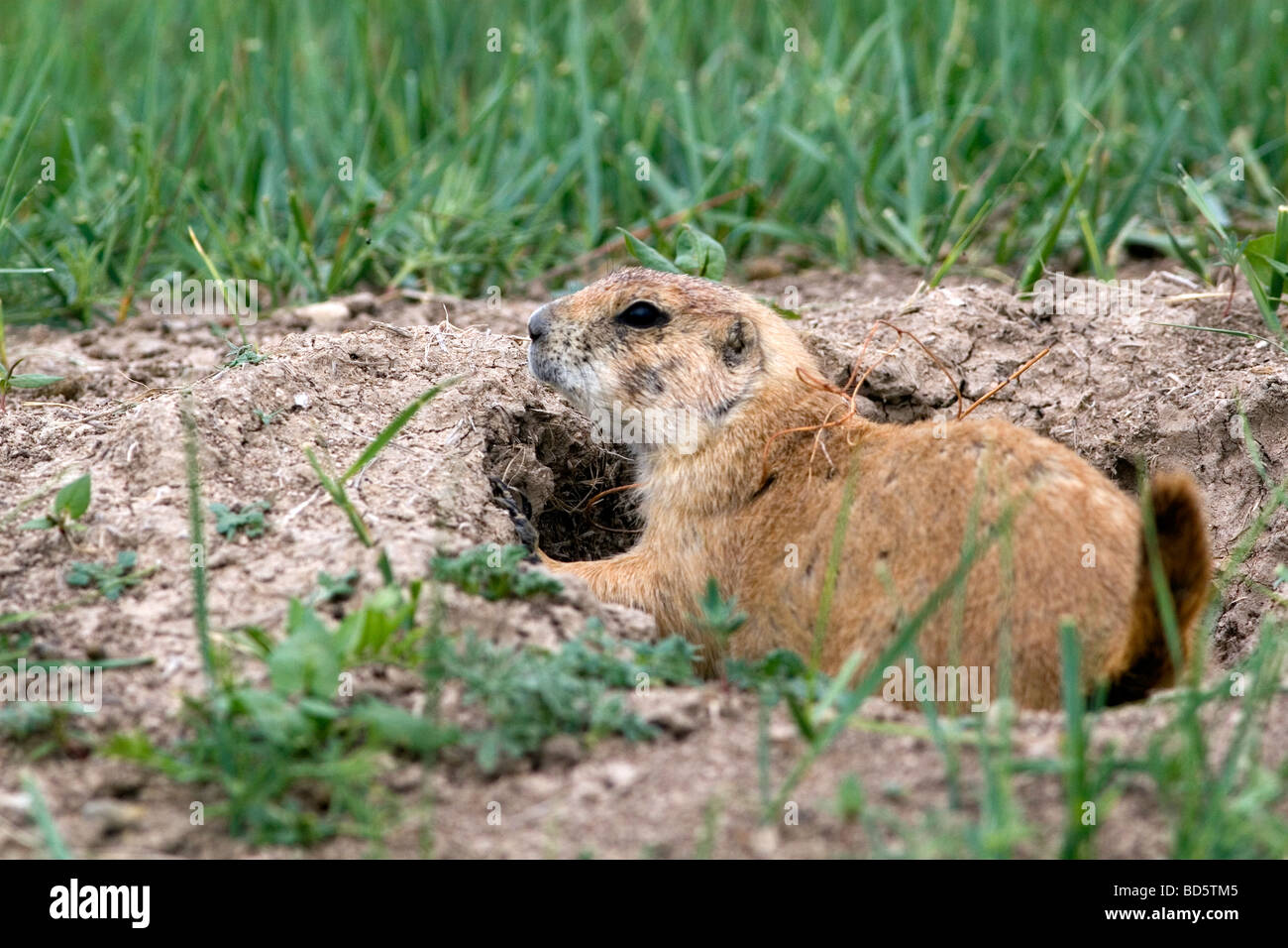 Prairie dog in burrow hi-res stock photography and images - Alamy