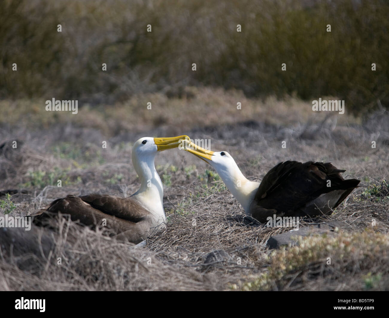 Albatross during a mating dance clacking beaks Stock Photo - Alamy