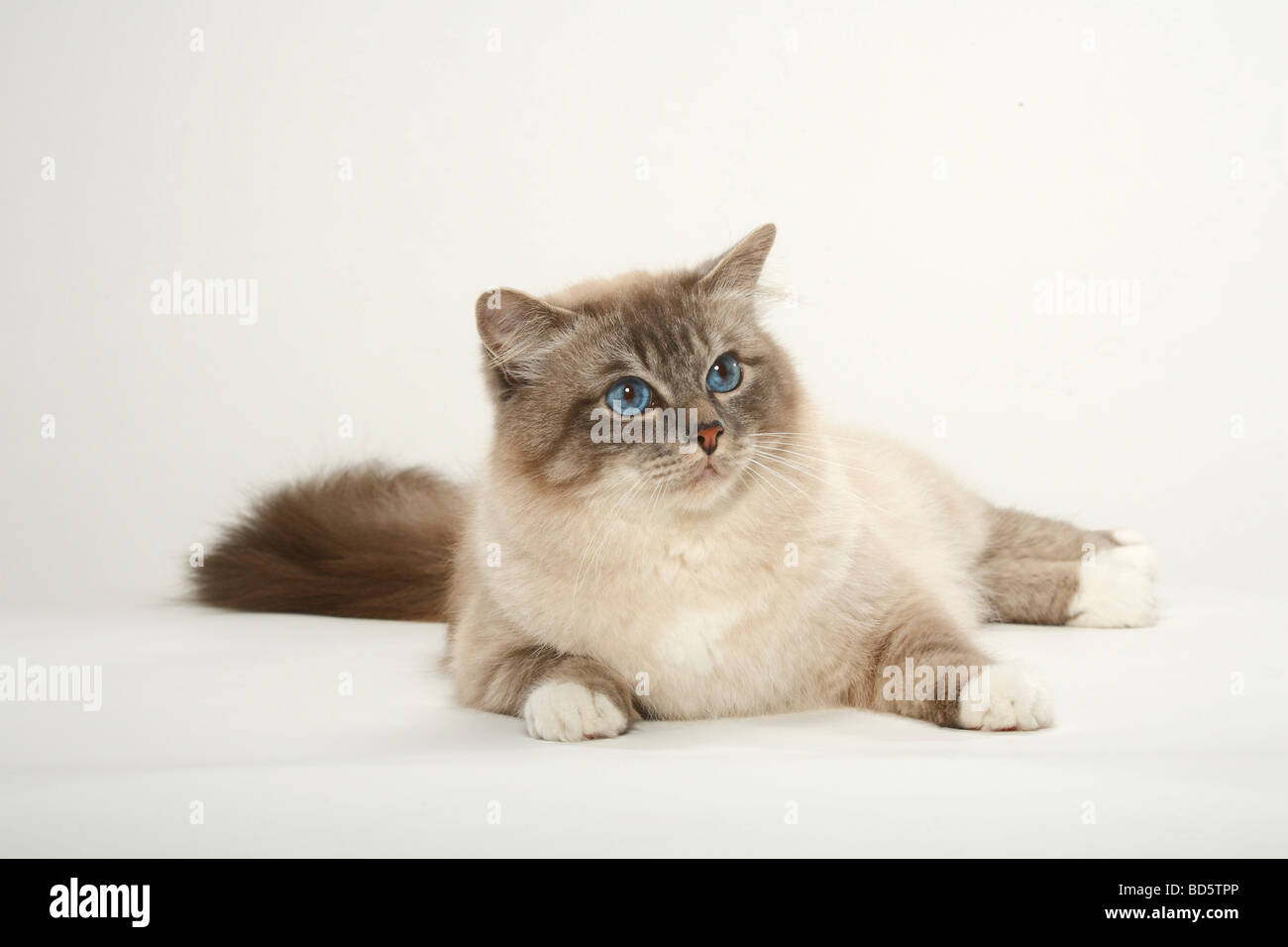 Sacred Cat of Birma tomcat Birman Stock Photo - Alamy