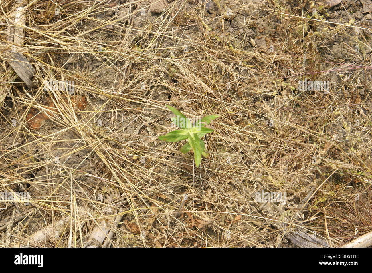 A green shoot Stock Photo - Alamy