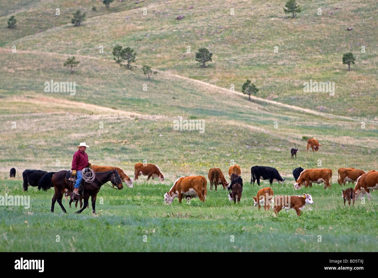 American cowboy rides horseback herding cattle north of Hot Springs ...