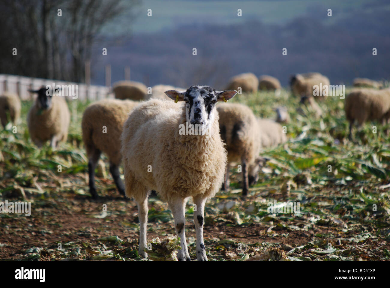 A portrait of a sheep Stock Photo - Alamy