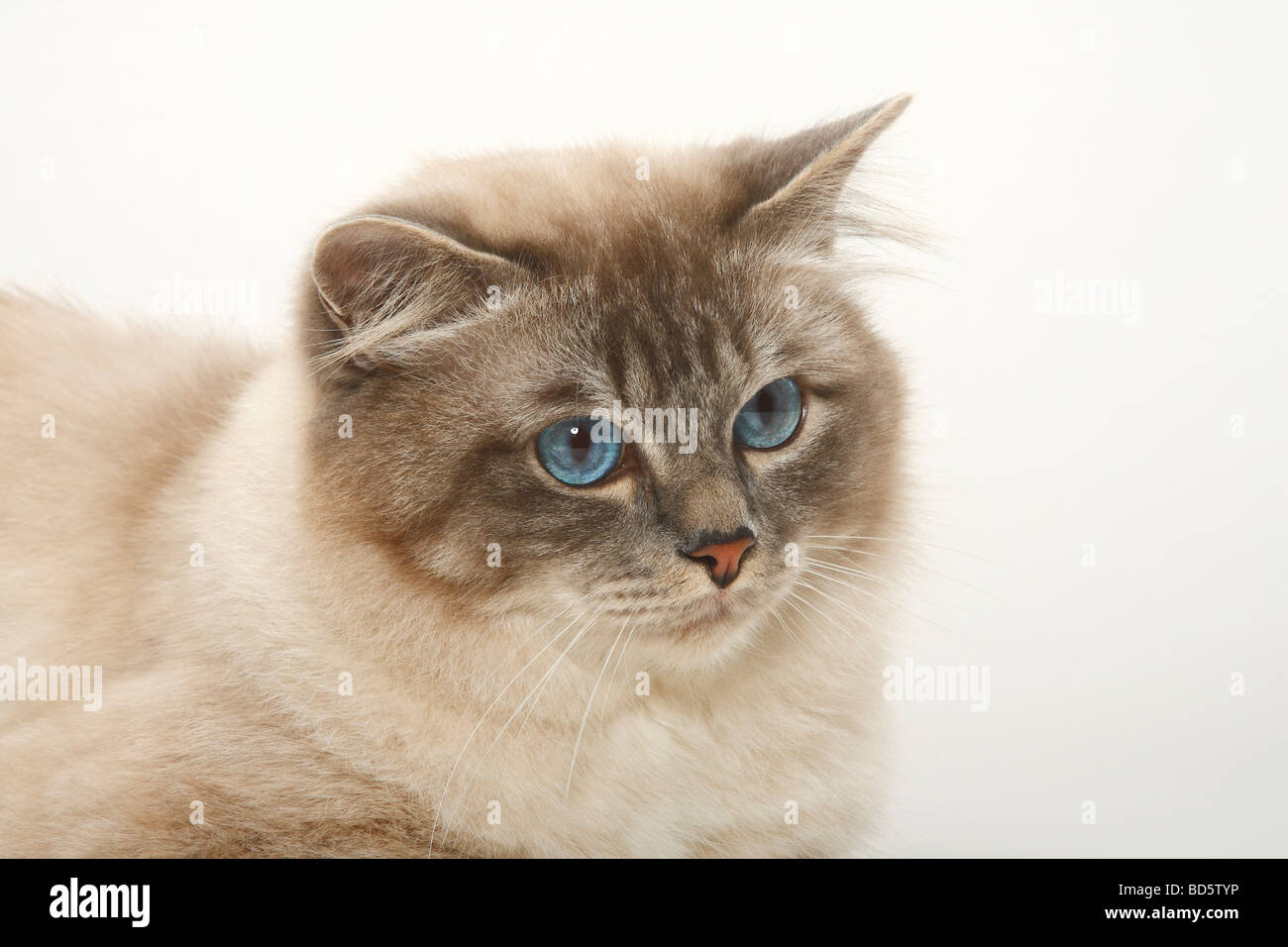 Sacred Cat of Birma tomcat Birman Stock Photo - Alamy