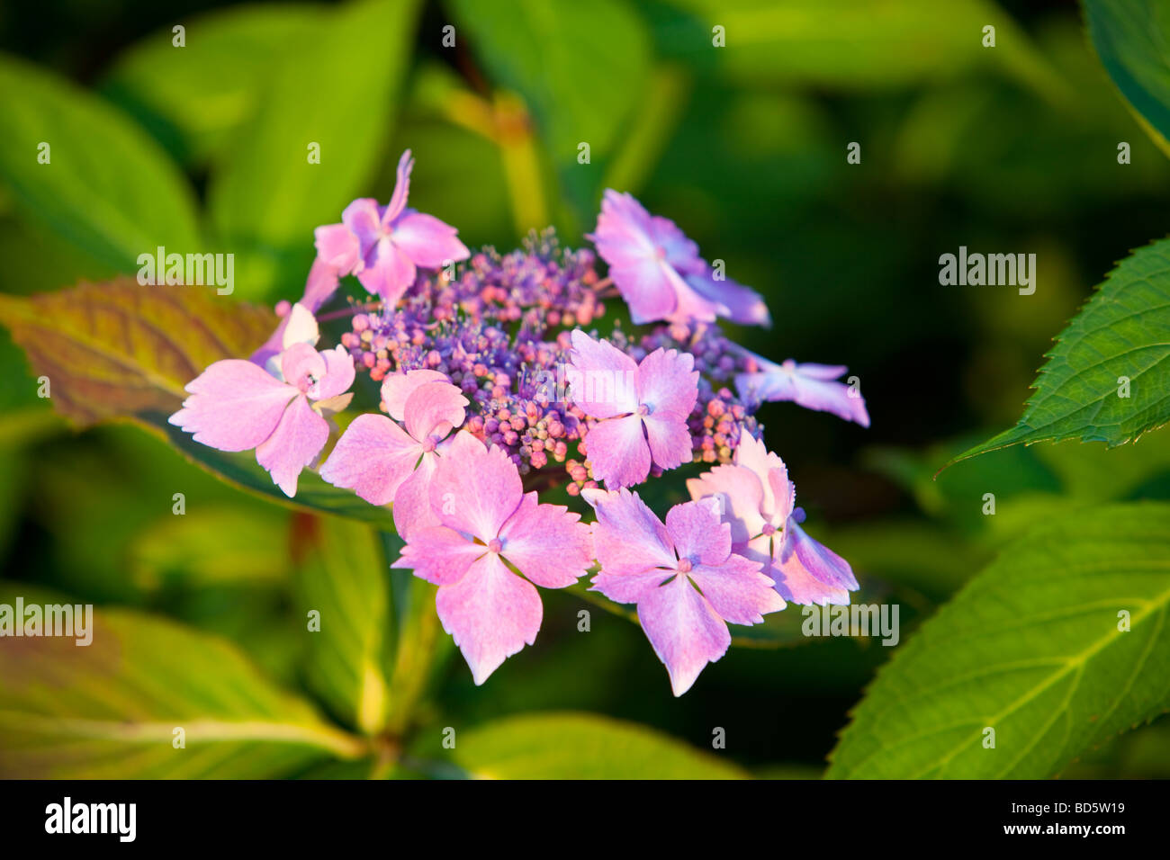 A Hydrangia flower Stock Photo - Alamy