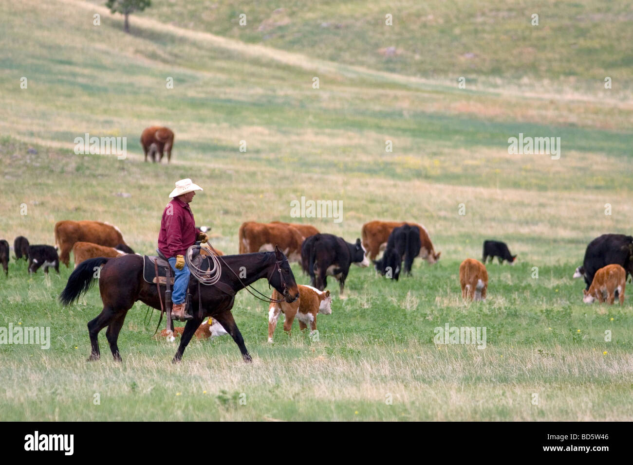 American cowboy rides horseback herding cattle north of Hot Springs ...