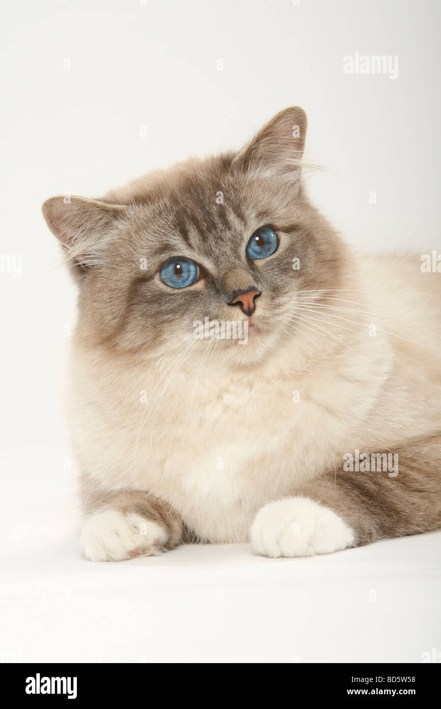 Sacred Cat of Birma tomcat Birman Stock Photo - Alamy