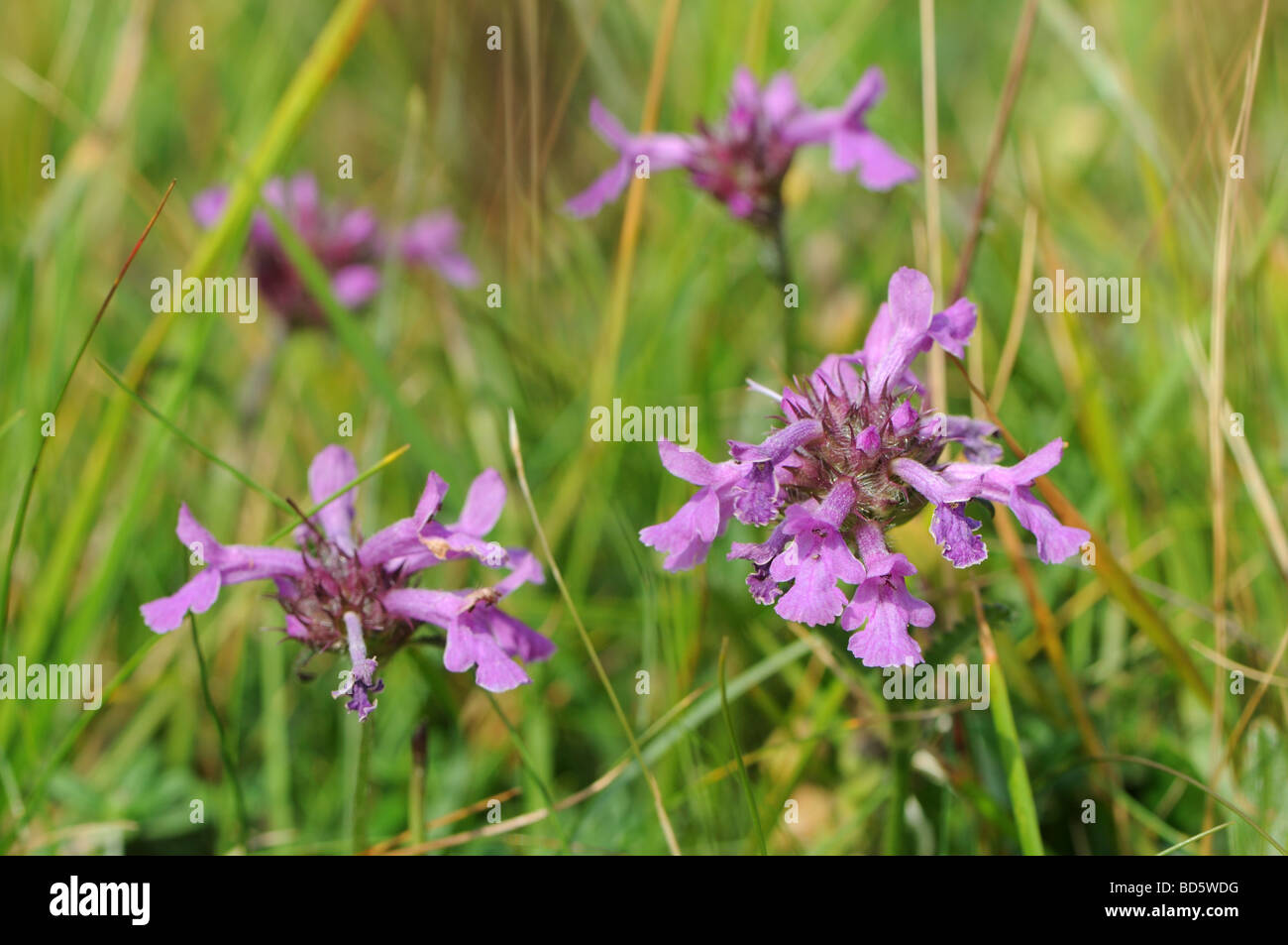 Betony (Stachys officinalis Stock Photo - Alamy