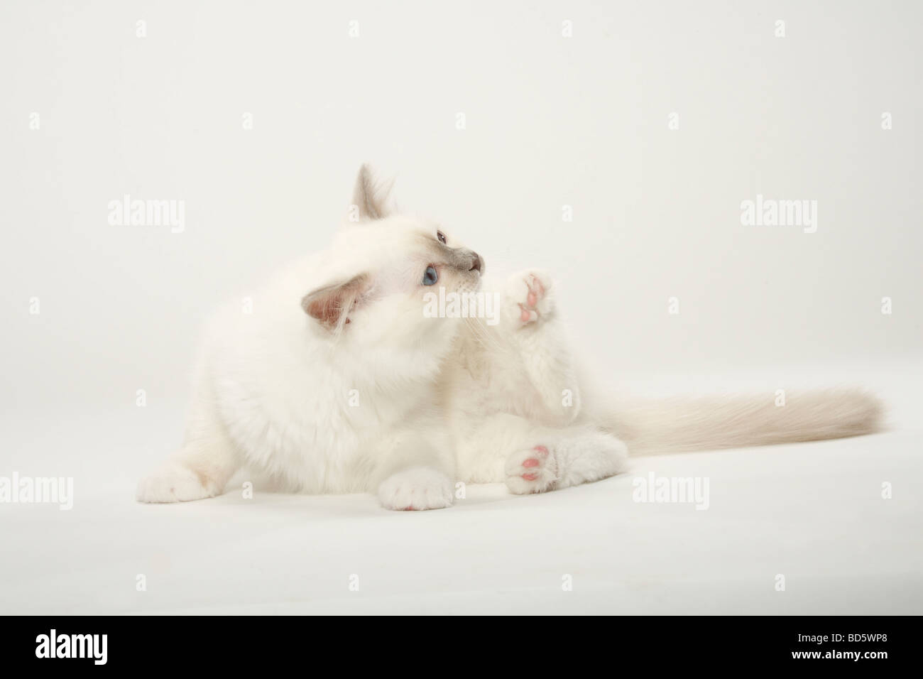 Sacred Cat of Birma kitten Birman Stock Photo - Alamy
