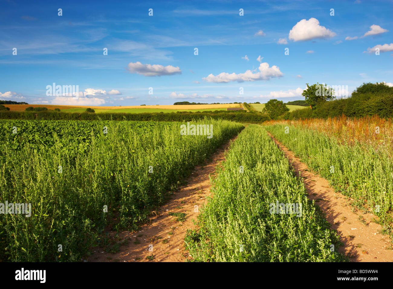 Norfolk Countryside High Resolution Stock Photography and Images - Alamy