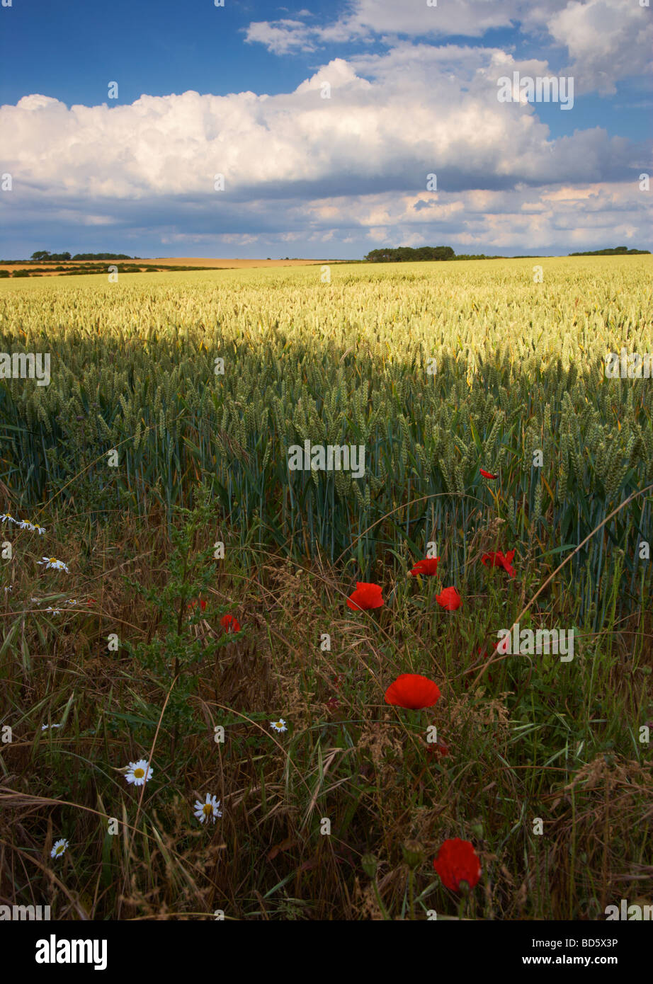 A summer evening showing the North Norfolk Countryside near Blakeney ...