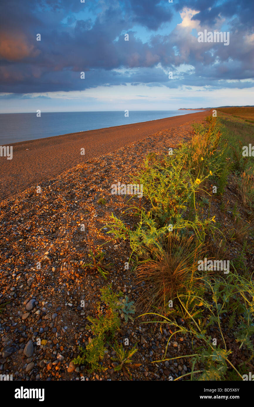 A moody summer evening on the shingle beach at Salthouse on the North ...