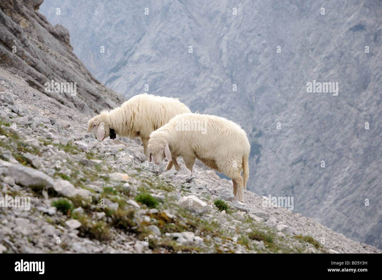 Alpine sheep hi-res stock photography and images - Alamy