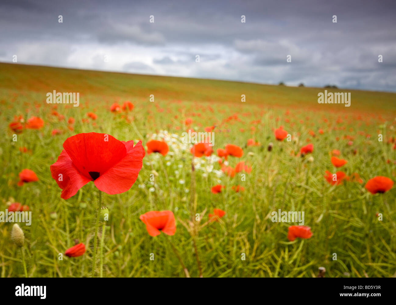 Poppy field of poppy flowers hi-res stock photography and images - Alamy