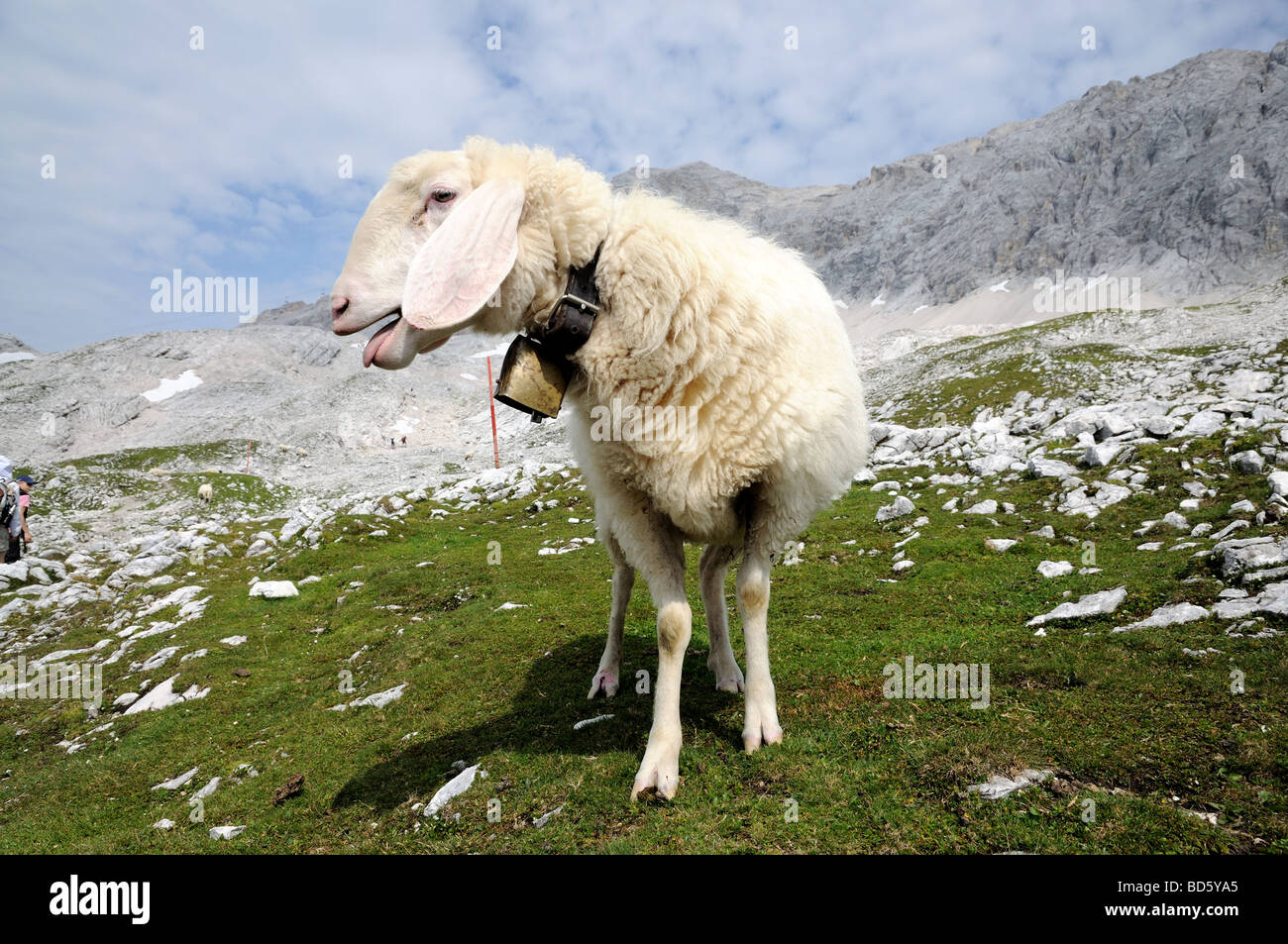 Sheep in the alpine mountains Stock Photo - Alamy
