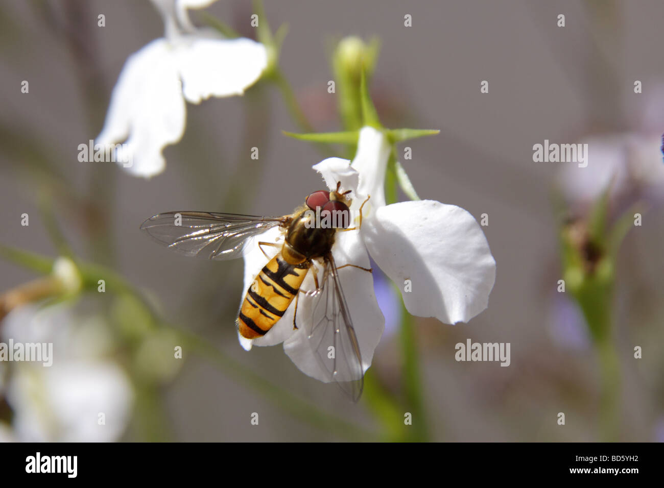 Syrphid flies hi-res stock photography and images - Alamy
