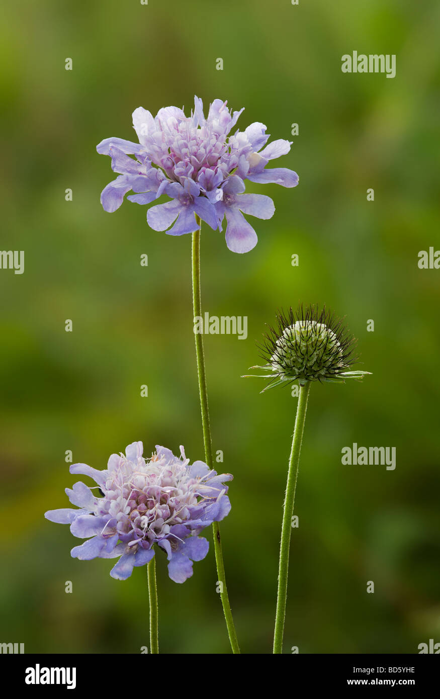 Small scabious Scabiosa columbaria Stock Photo - Alamy