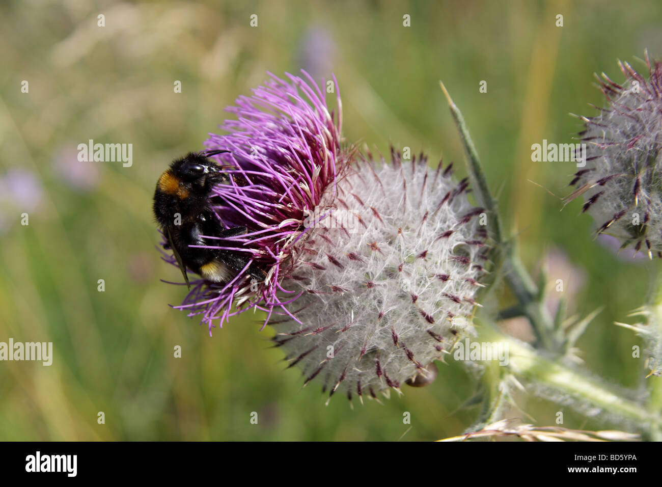 Roadside thistle hi-res stock photography and images - Alamy