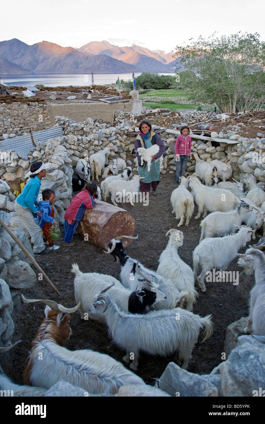 Ladakhi goat hi-res stock photography and images - Alamy
