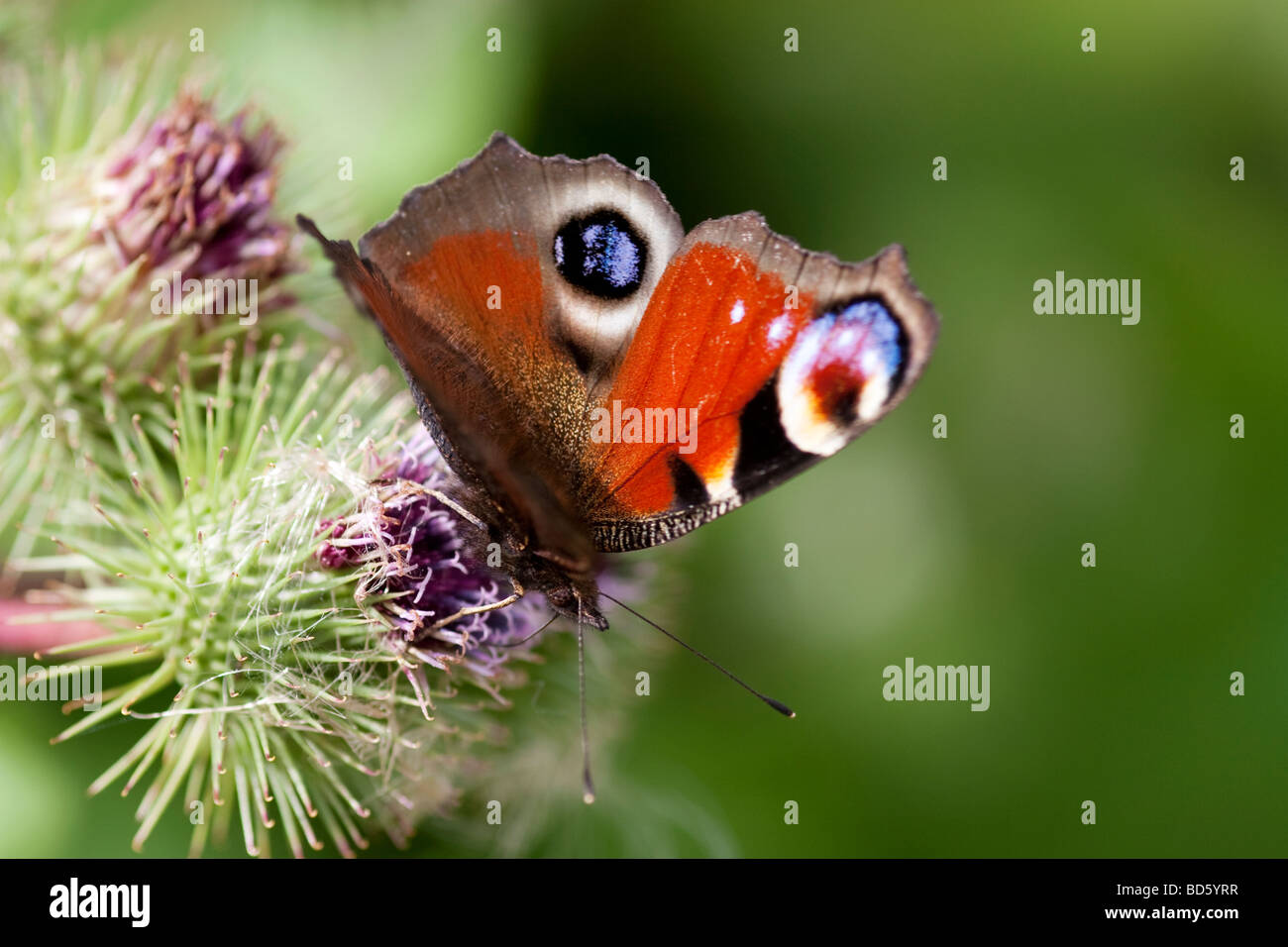 Peacock butterfly hi-res stock photography and images - Alamy