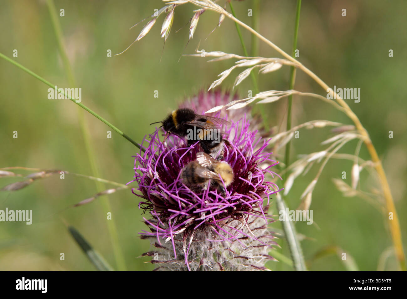 bumble bee bombus terrestris spear thistle bull thistle plumed thistle ...