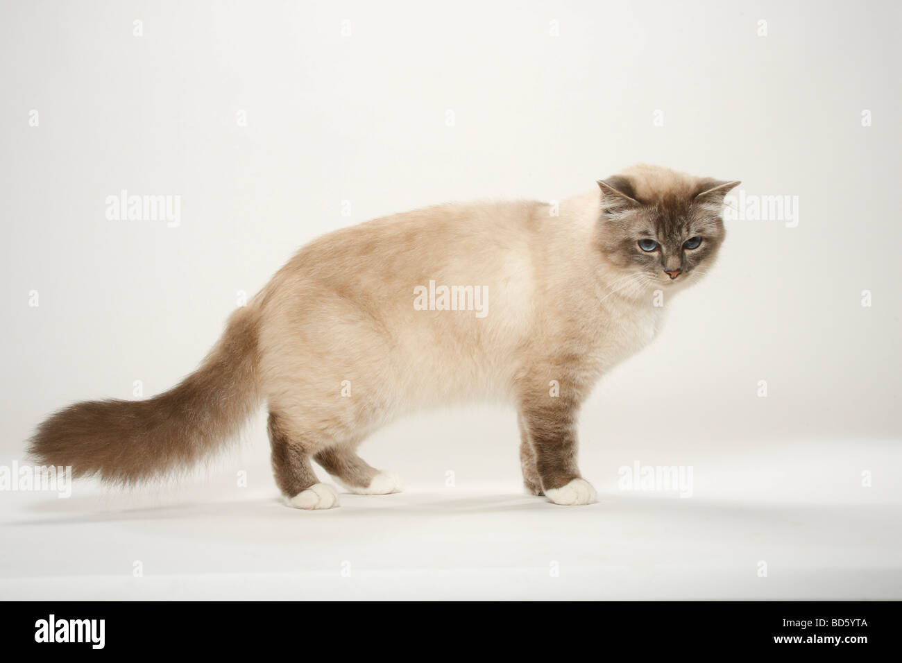 Sacred Cat of Birma tomcat Birman side Stock Photo - Alamy