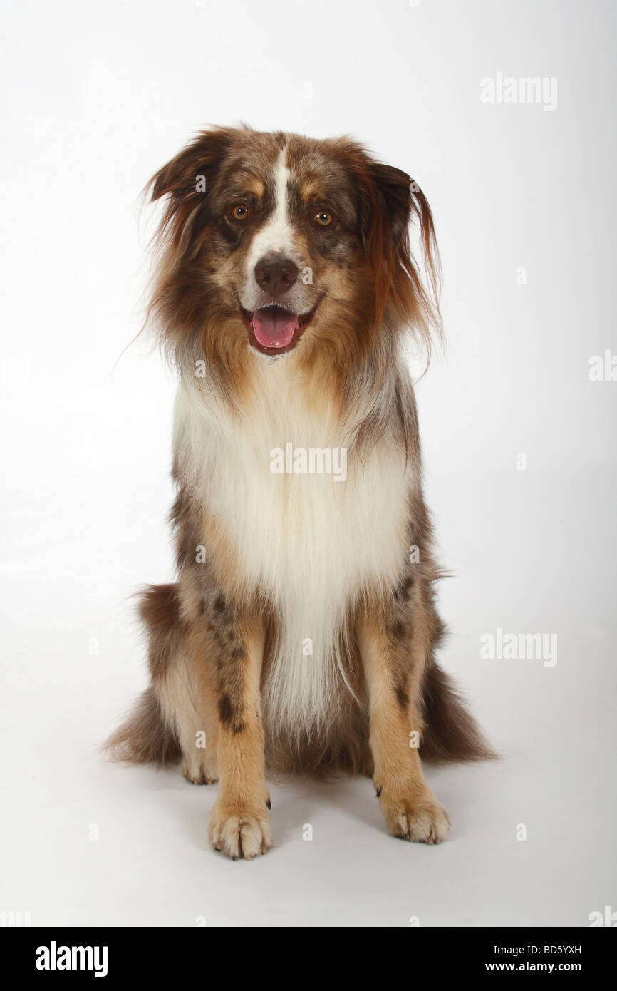 Australian Shepherd red merle Stock Photo - Alamy