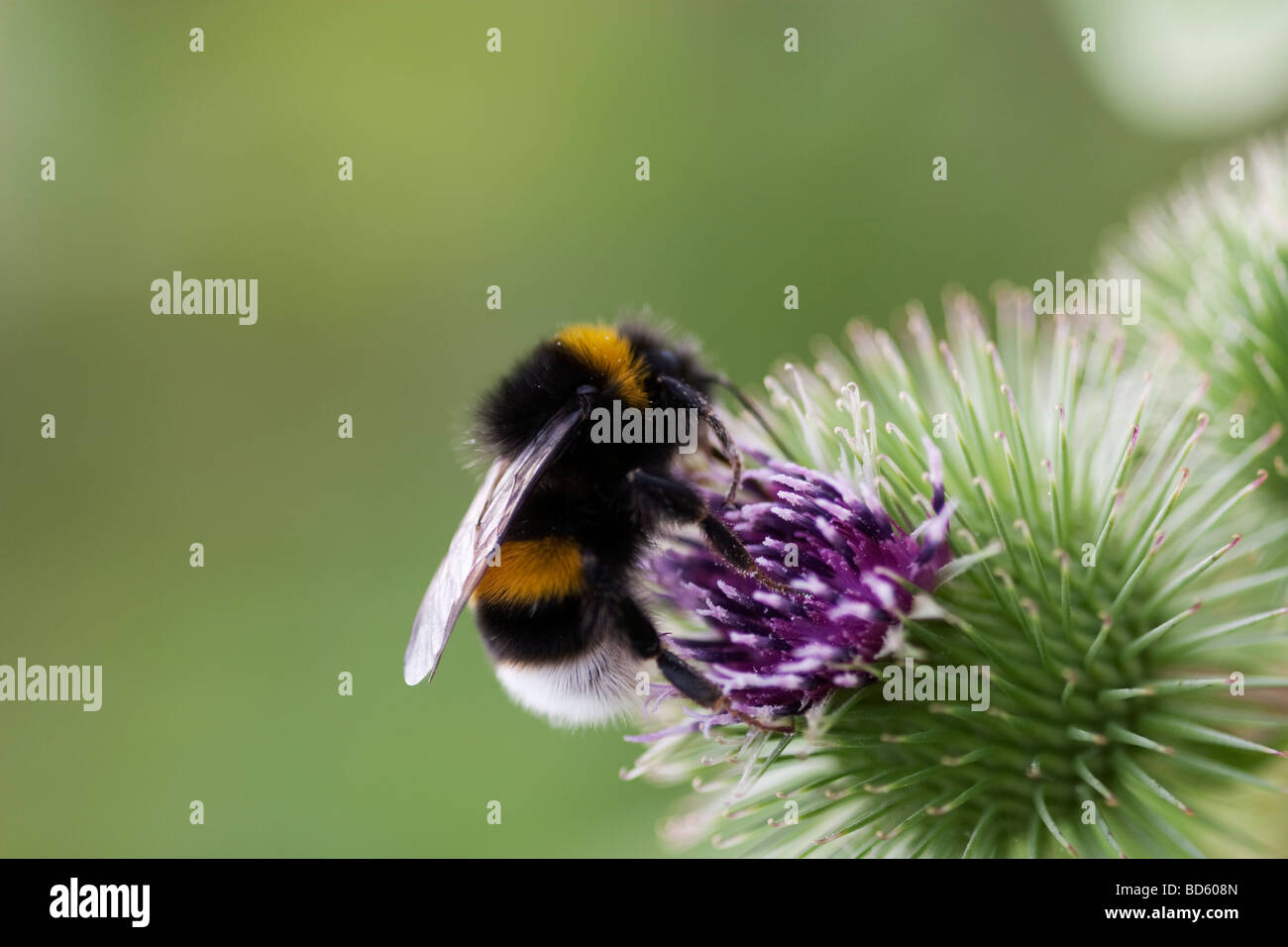 White tailed Bumble Bee Stock Photo - Alamy