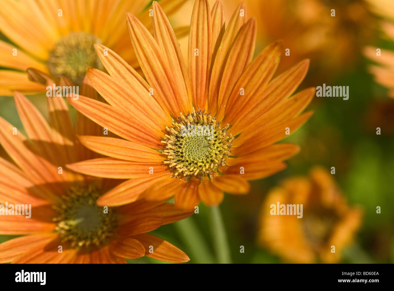 Arctotis x hybrida Flame Stock Photo - Alamy