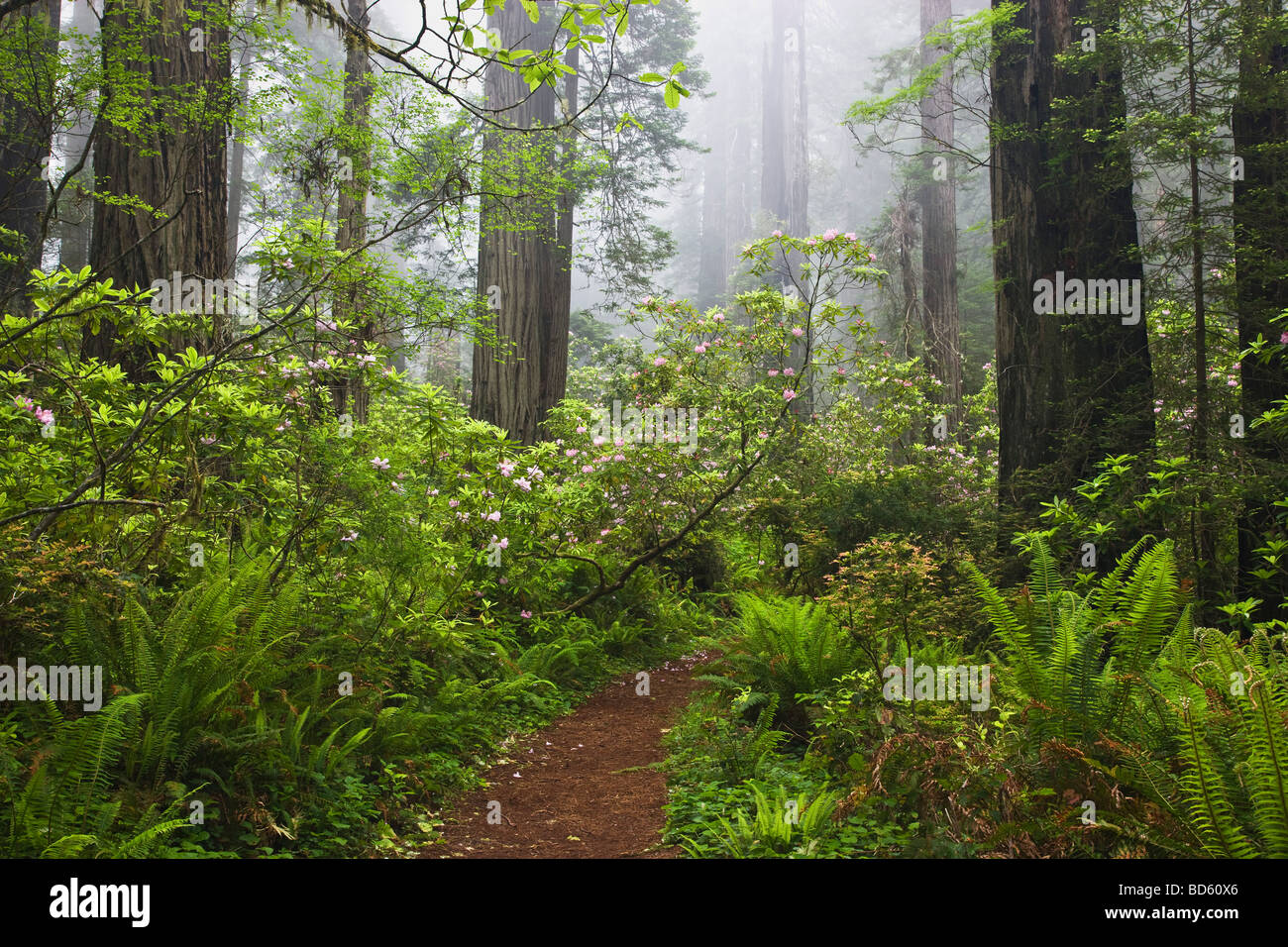 Rhododendron flowering, Redwood Forest Stock Photo - Alamy
