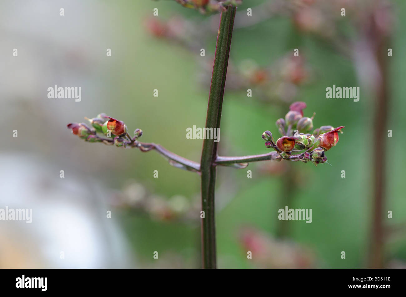 Figwort hi-res stock photography and images - Alamy