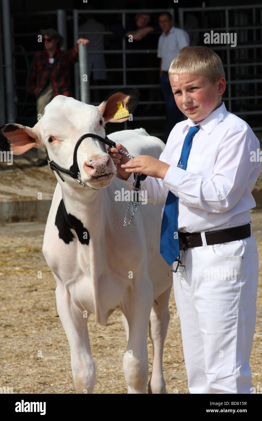 A young boy with a calf at the Bakewell Show, Bakewell, Derbyshire ...