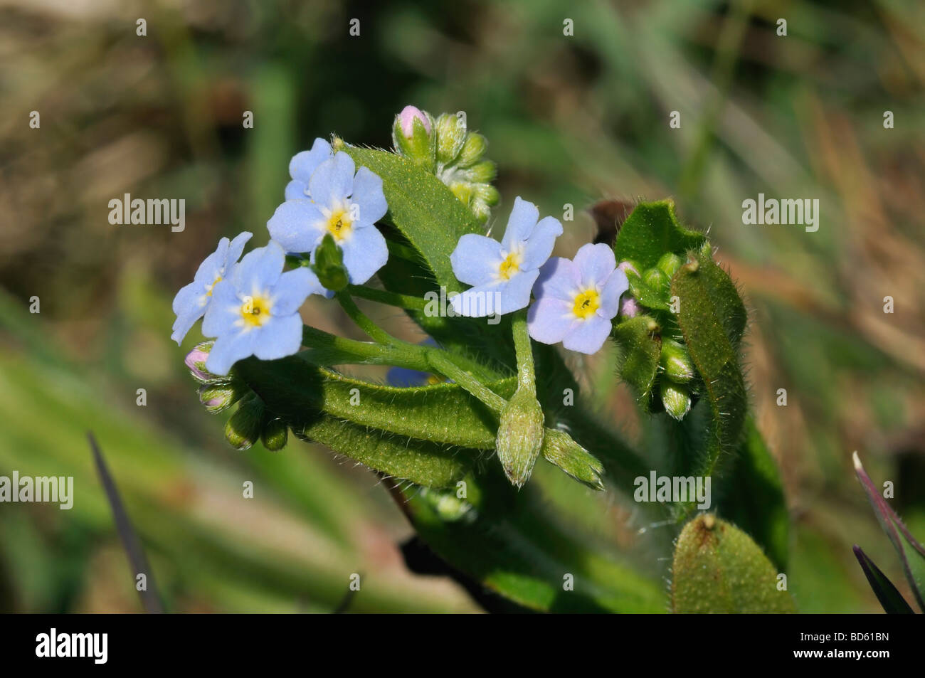 Water Forget me not Myosotis scorpioides Stock Photo - Alamy