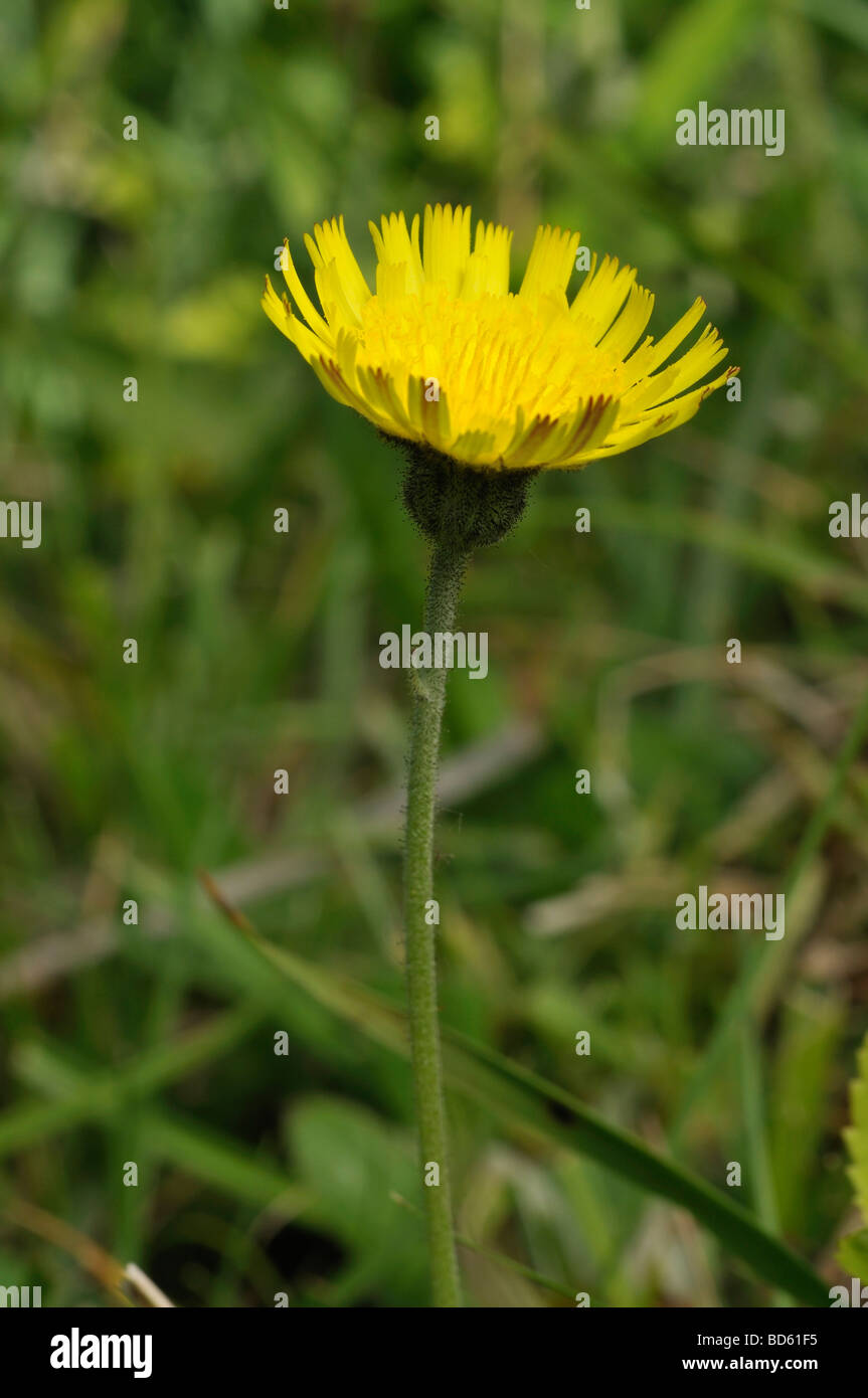Hairy hawkweed hi-res stock photography and images - Alamy